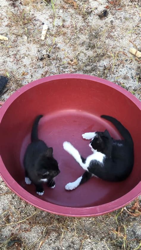 해피한 아기 고양이들 Youtube