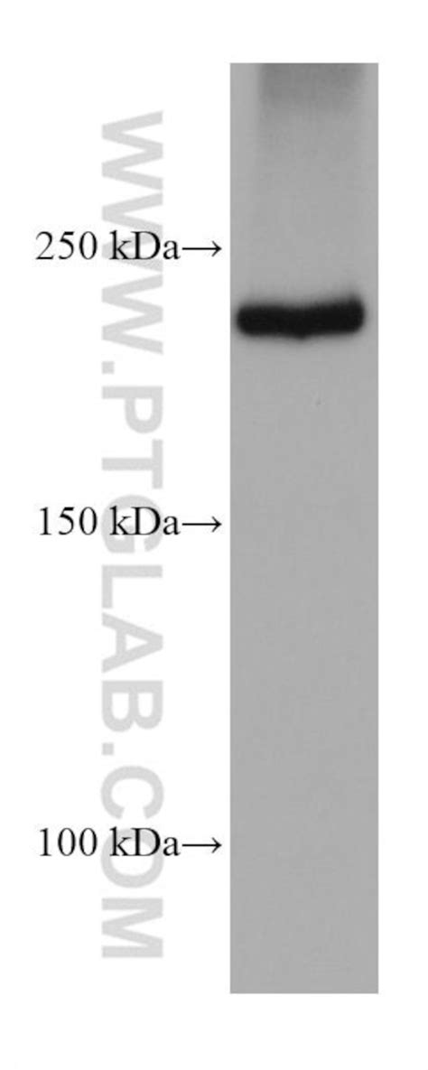Ptprf Monoclonal Antibody 2d12g7 68070 1 Ig150ul