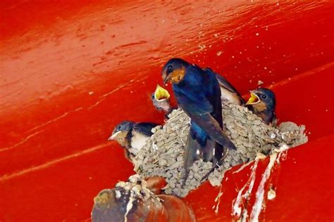 「小燕子」 每日頭條