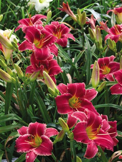 Daylily Varieties Daylily Photos Hgtv