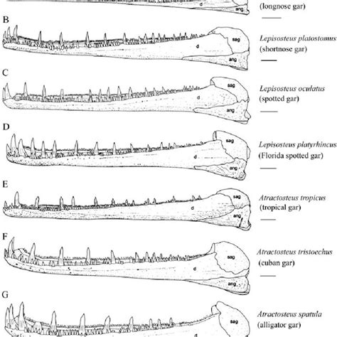 Lateral View Of The Skulls Of A Longnose Gar Lepisosteus Osseus