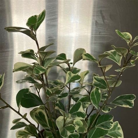 Ficus Triangularis Plant Care And How To Grow Water