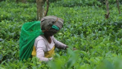 වතු කම්කරුවන් වතු හැර යන තත්වයක් Bbc News සිංහල