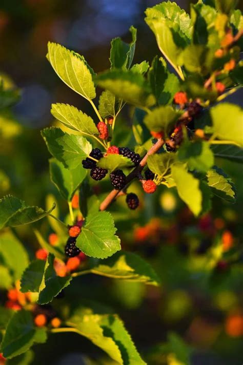 Mulberry Plant Dwarf Tree Edible Fruit And Wildlife