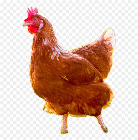 Курица фото на прозрачном фоне