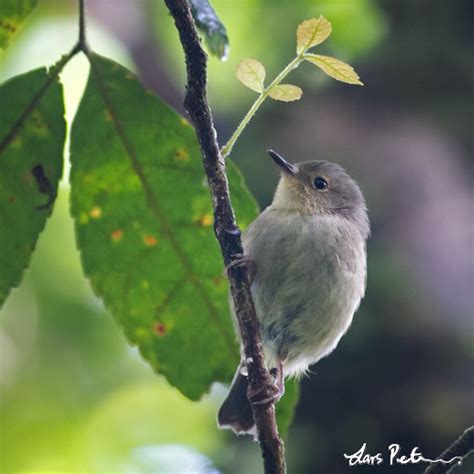 Perplexing Scrubwren West Papua New Guinea Bird Images From Foreign Trips Gallery My