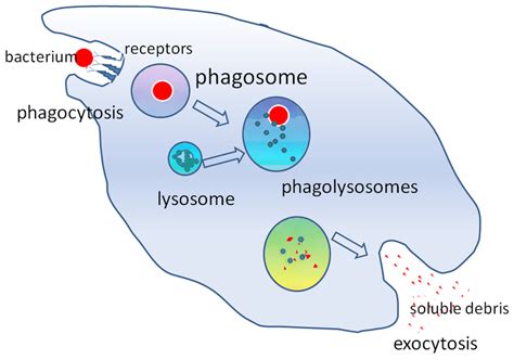 Difference Between Phagocytes And Lymphocytes Compare The Difference