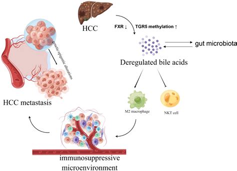 Frontiers Deregulated Bile Acids May Drive Hepatocellular Carcinoma Metastasis By Inducing An