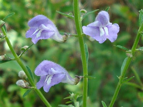 Skullcap