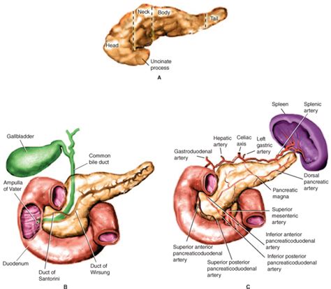 Pancreatectomy Diagram Quizlet