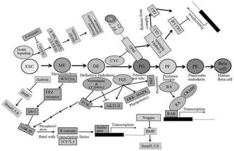 Culture Media And Applications Thereof And Differentiation Methods Of Induced Pluripotent Stem