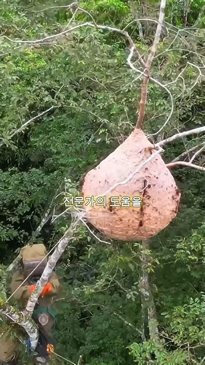 벌집을 제거하는 참신한 방법 Youtube