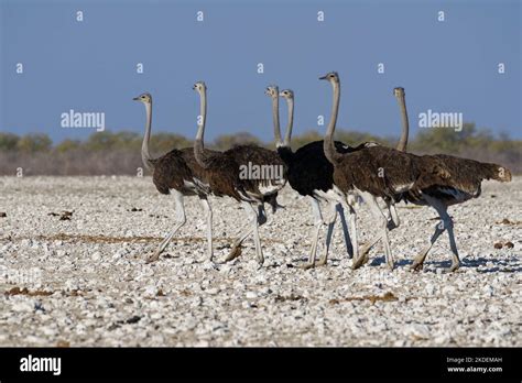 South African Ostriches Struthio Camelus Australis Herd Walking Male And Female Adult