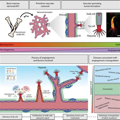 Selected Molecules Involved In Angiogenesis Process Download Table