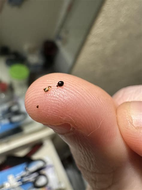 Is This Even A Bug R Whatisthisbug