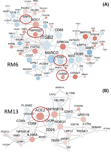 Receptor Only Megena Modules Two Megena Modules Inferred From Genes
