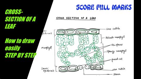 How To Draw Easy CROSS SECTION OF LEAF LIFE PROCESSES Part 1 For