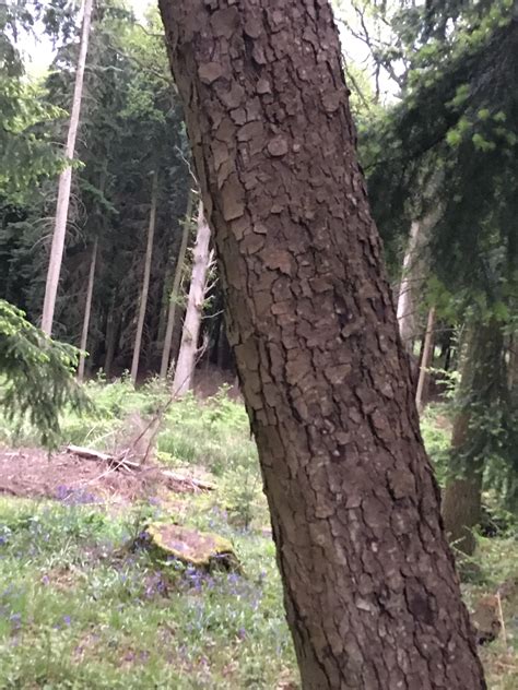 Unknown Tree Porn The Bark R Forestry