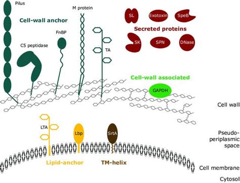 Streptococcus Pyogenes Group A Streptococcus GAS An Overview