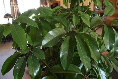 Ponyuk Picture CLOSED SoCal Tree With Broad Green Waxy Leaves Plant Pictures House Plants