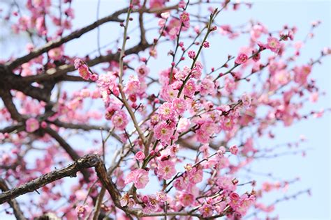 梅の意味別名類語 オールガイド