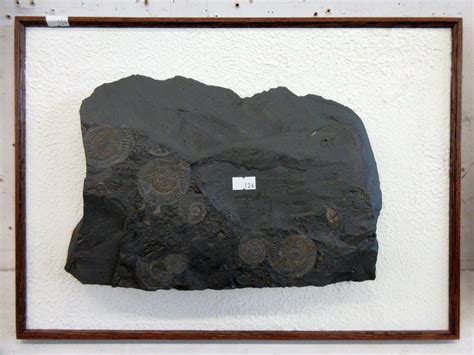 Ammonite Fossil Formation Mounted On Board