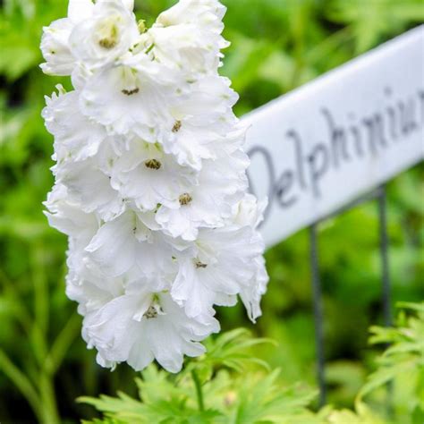 Ultimate Guide To Delphiniums Flying Flowers