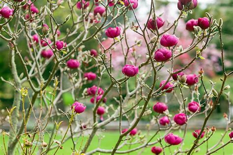 Gartenlandschaft Hd Desktop Hintergründe Wallpaperbetter