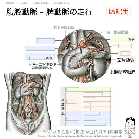 【腹腔動脈 深層（膵臓への血管分布）】 こちらは胃や空腸・回腸、大腸、肝臓を摘出した様子です。十二指腸・膵臓、腎臓・副腎の後腹膜臓器と脾臓が