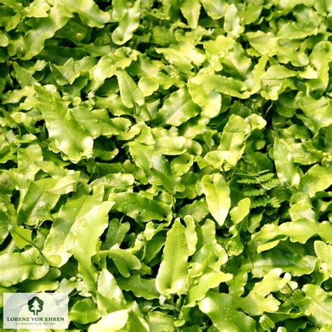 Asplenium Scolopendrium Baumschule Lve