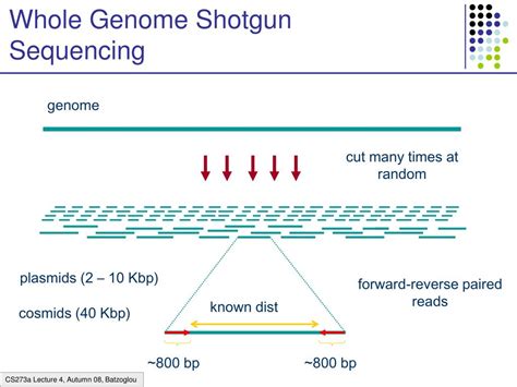 Ppt Hierarchical Sequencing Powerpoint Presentation Free Download Id 200157