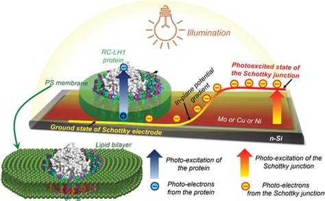 Schematic Of A Bio‐schottky Electrode A Metaln‐si Schottky Junction Download Scientific