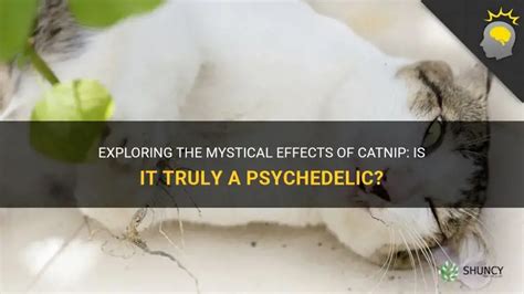 Exploring The Mystical Effects Of Catnip Is It Truly A Psychedelic Shuncy
