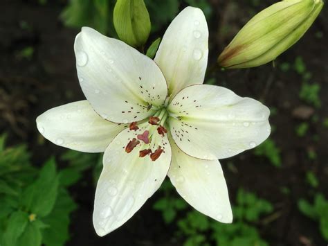 Лилейные цветы 61 фото