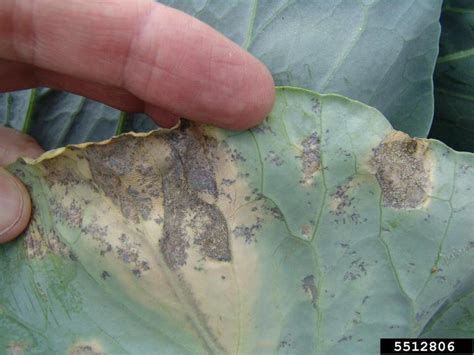Downy Mildew Hyaloperonospora Brassicae Gäum Göker Voglmayr