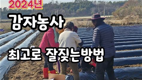 감자농사 최고로 잘짖는 방법감자 대박농사 짖는방법 Youtube