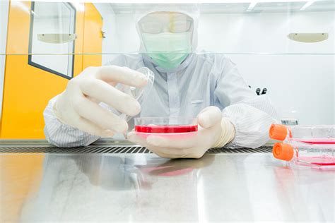 과학자는 생물학적 안전 캐비닛 에서 세포 배양 분석법 및 플라스크에 페트리 접시와 플라스크로 세포 배양 및 피펫 성장 배지를