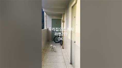 삼식아 안돼 말티푸 김삼식 B형 우리집 라면먹을래 Youtube