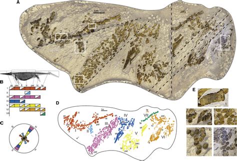 Grouping Behavior In A Triassic Marine Apex Predator Current Biology