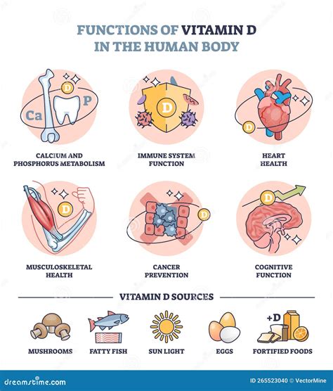 Functions Of Vitamin D In Human Body And Sources In Food 56 Off