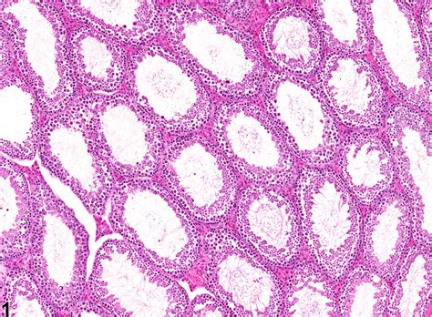 Testis Histology Seminiferous Tubules Scielo Brasil Aspects Of