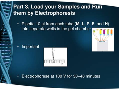 Ppt Restriction Analysis And Digestion Of Lambda Dna Powerpoint Presentation Id 6166123