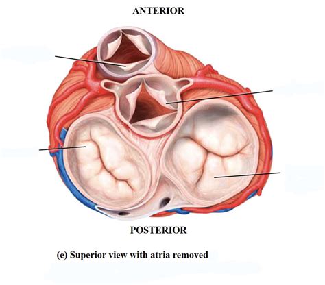 Semilunar Valves Diagram Quizlet