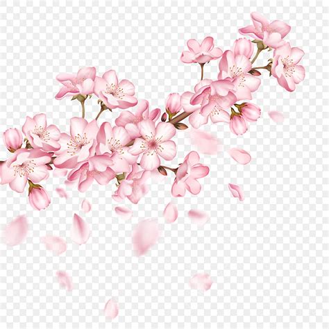 Cherry Blossom Drawing Clipart At Monte Stock Blog