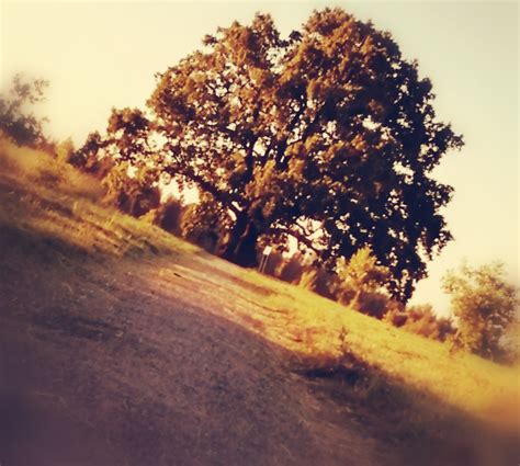 Create Meme Lonely Tree Oak Nature Pictures Meme