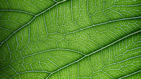 Endophytic Microorganisms And Fertilization Agribios