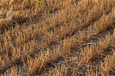 잘 익은 밀 귀를 닫습니다 황금 들판의 숙성 귀의 아름다운 배경 가을에 대한 스톡 사진 및 기타 이미지 가을 개념 경작지 Istock
