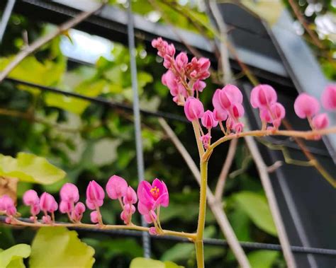 Can Vine Plants Live In Water At Gail Key Blog