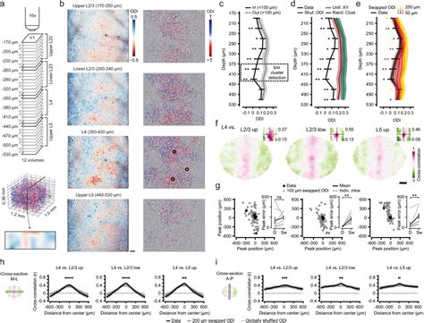 Neurons That Process Stimuli From The Same Eye Form Clusters In The Mouse Visual Cortex