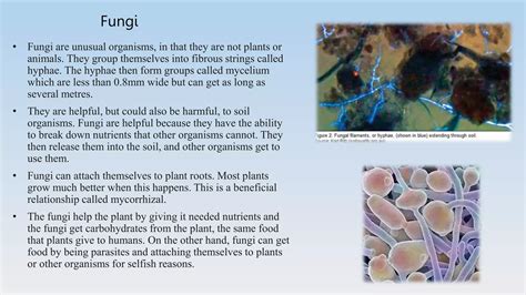 Agricultural Microbiology Role Of Microbes In Soil Fertility PPTX